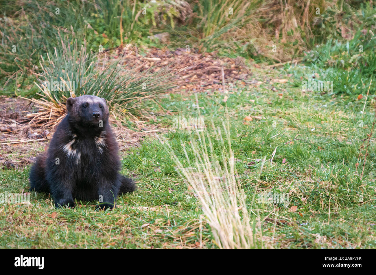 A landscape image of a captive Wolverine, Gulo gulo, at the Highland ...
