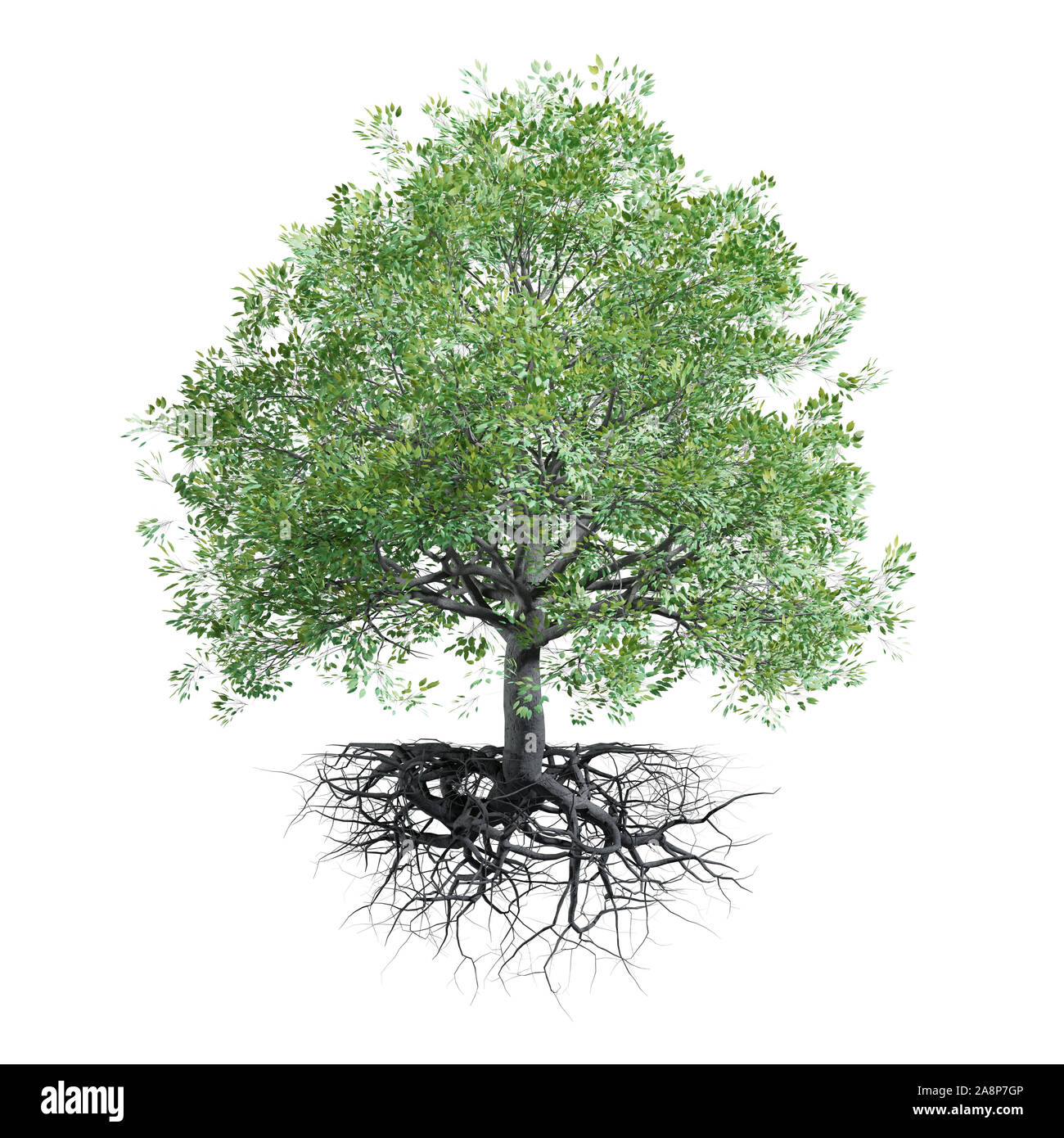 Tree With Roots Cutout High Resolution Stock Photography and Images - Alamy