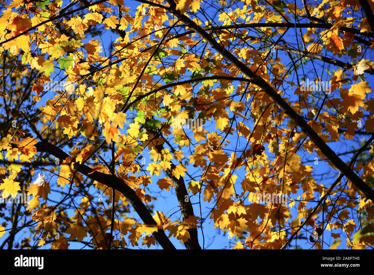 Autumn quito hi-res stock photography and images - Alamy