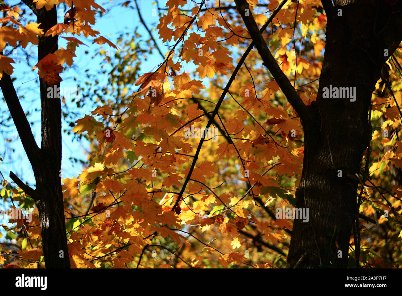 Autumn quito hi-res stock photography and images - Alamy