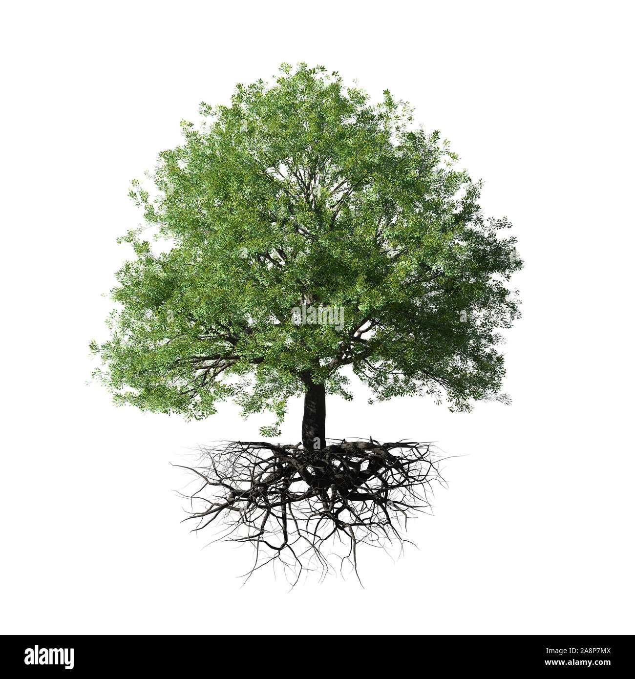 Tree With Roots Cutout High Resolution Stock Photography and Images - Alamy