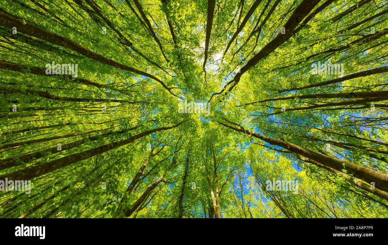 Sun shining through the tops of trees hi-res stock photography and ...