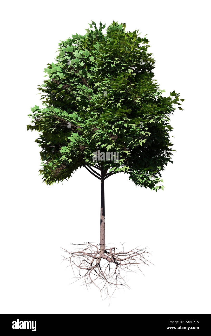 Tree With Roots Cutout High Resolution Stock Photography and Images - Alamy