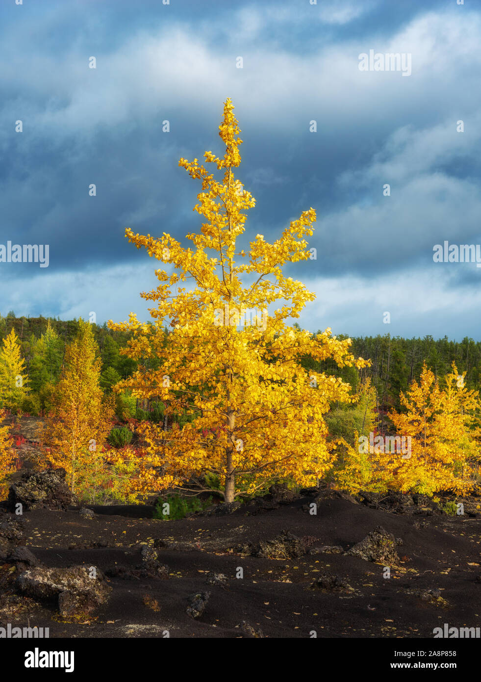 Yellow and green leaves of trees. Burned Pillars. Golden autumn. Dead ...