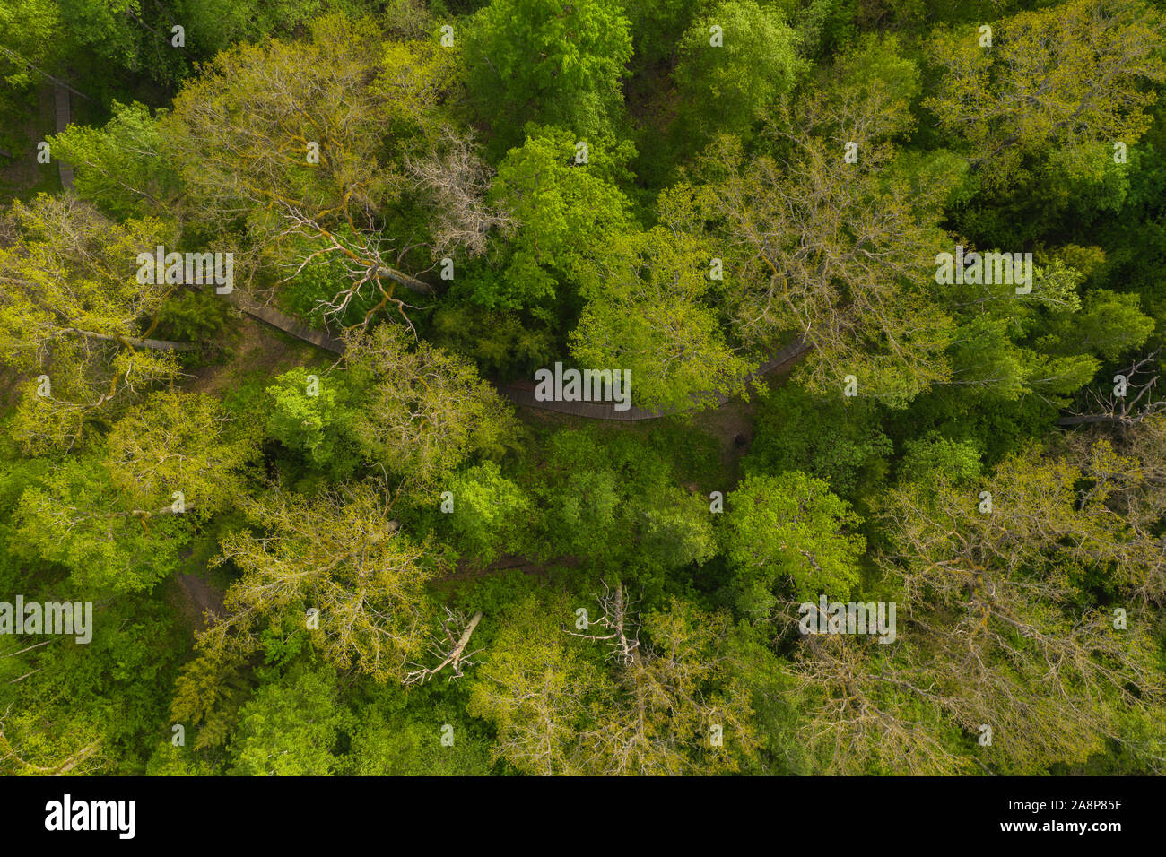 Drone view of tourist pathway through summer forest from above Stock ...