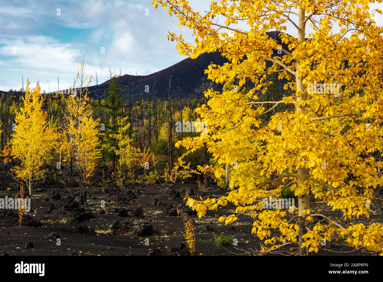 Yellow and green leaves of trees. Burned Pillars. Golden autumn. Dead ...