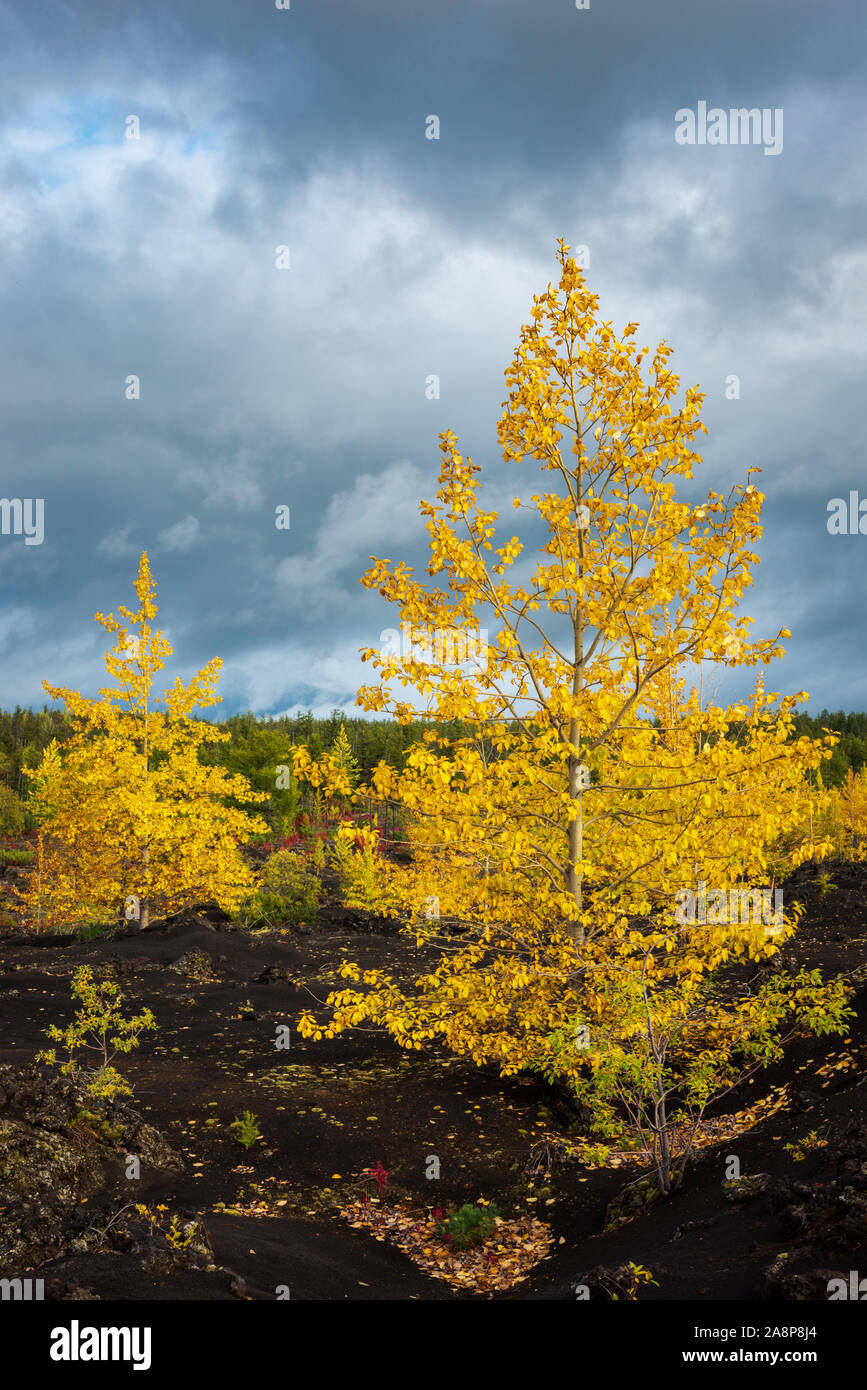 Yellow and green leaves of trees. Burned Pillars. Golden autumn. Dead ...