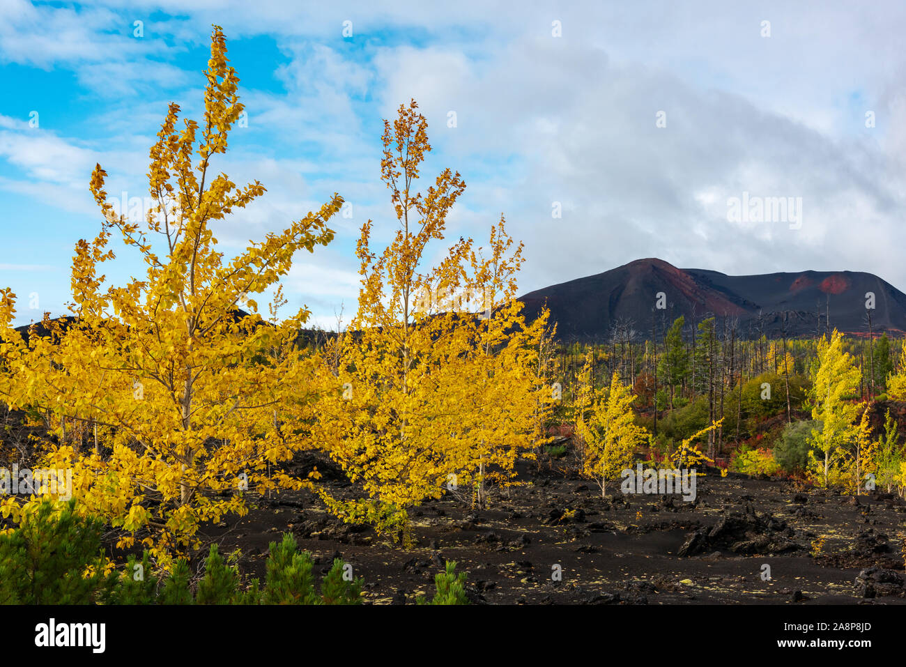 Yellow and green leaves of trees. Burned Pillars. Golden autumn. Dead ...
