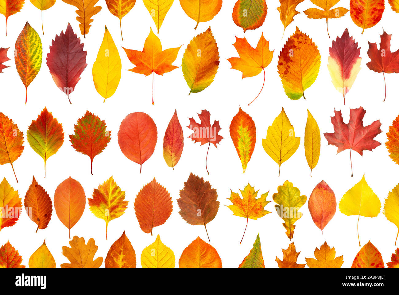Seamless pattern collection of autumn leaves isolated on white ...