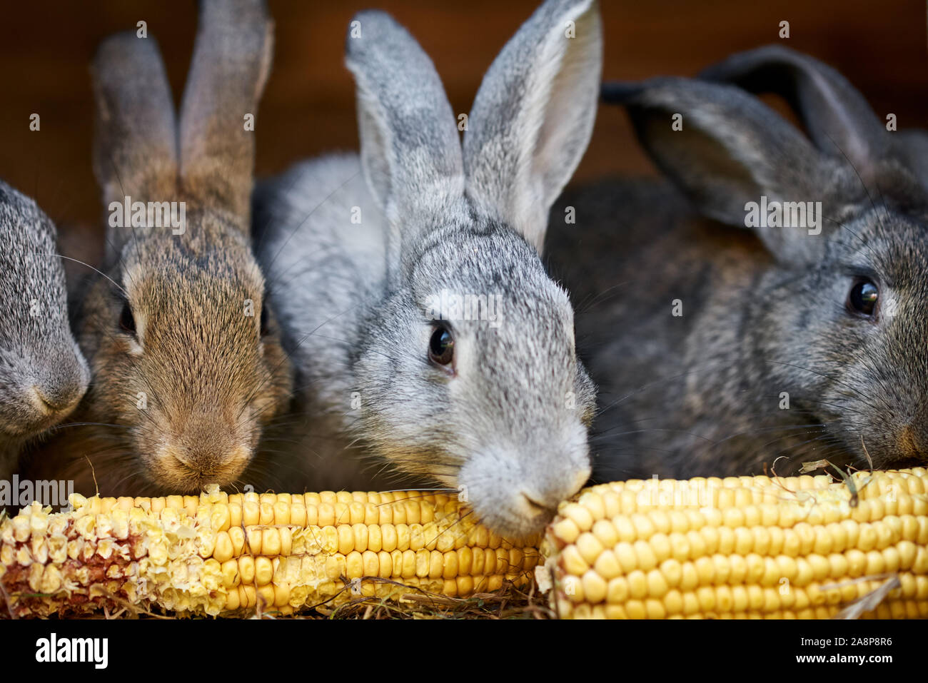 Gray and brown rabbits eating ear of corn in cage Stock Photo - Alamy