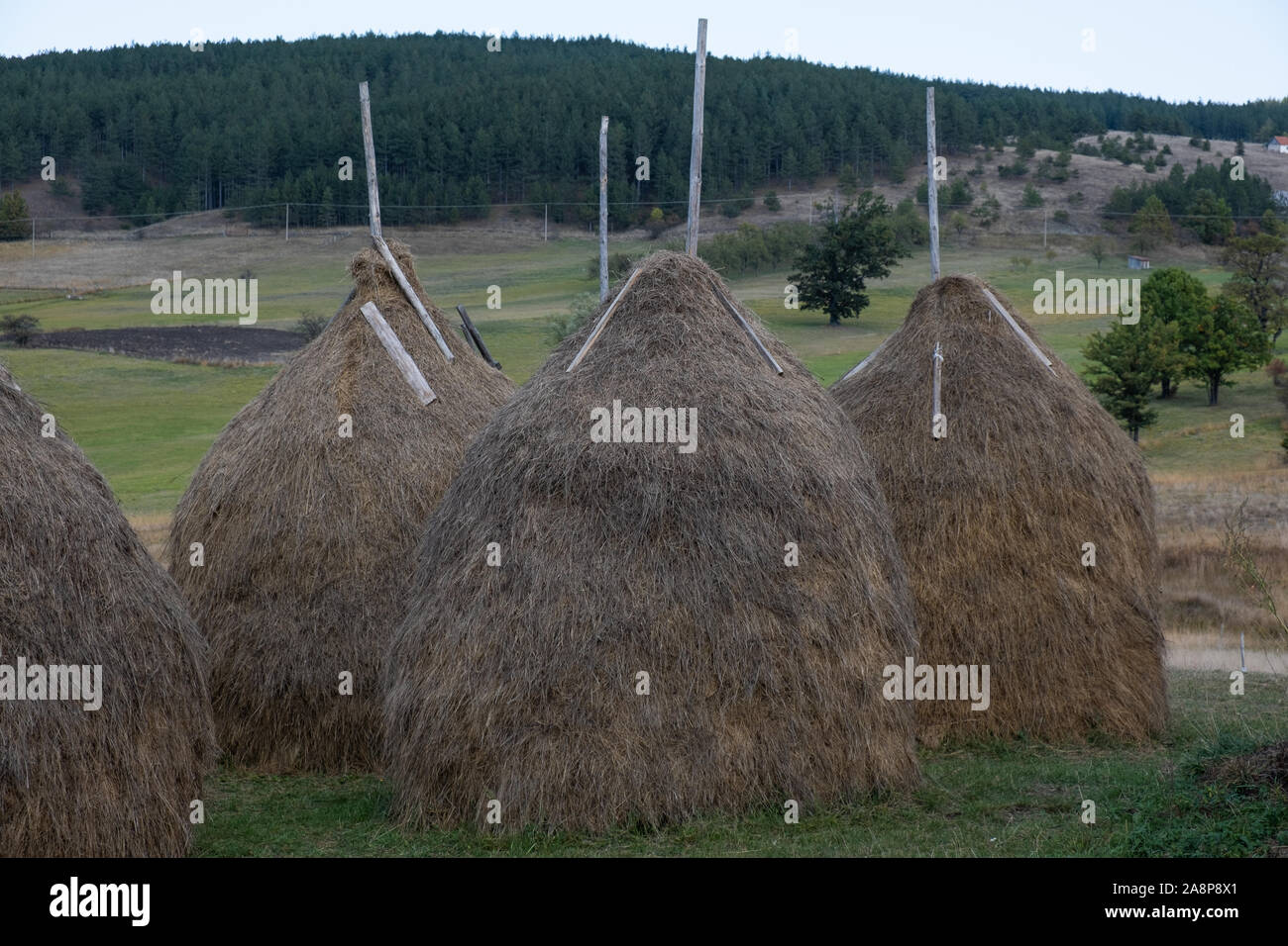 Hay sticks hi-res stock photography and images - Alamy
