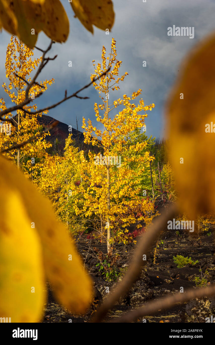 Yellow and green leaves of trees. Burned Pillars. Golden autumn. Dead ...