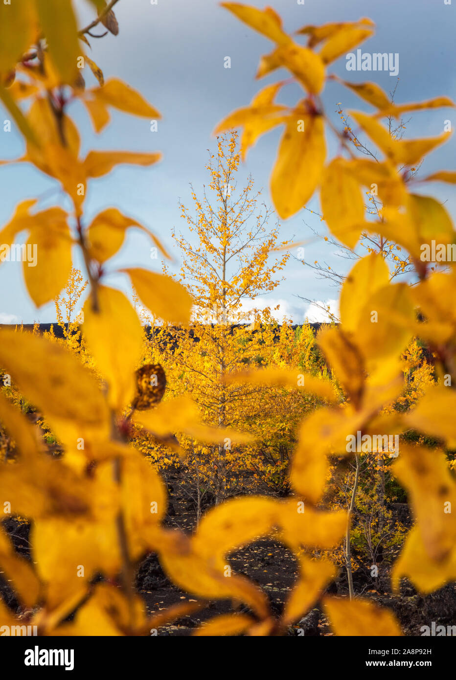 Yellow and green leaves of trees. Burned Pillars. Golden autumn. Dead ...
