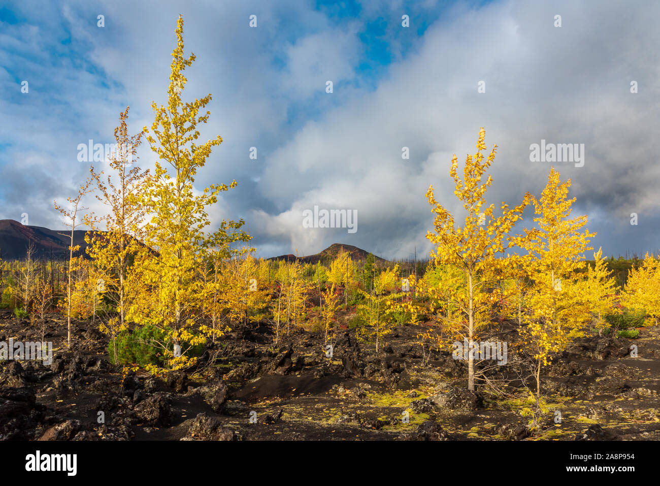 Yellow and green leaves of trees. Burned Pillars. Golden autumn. Dead ...