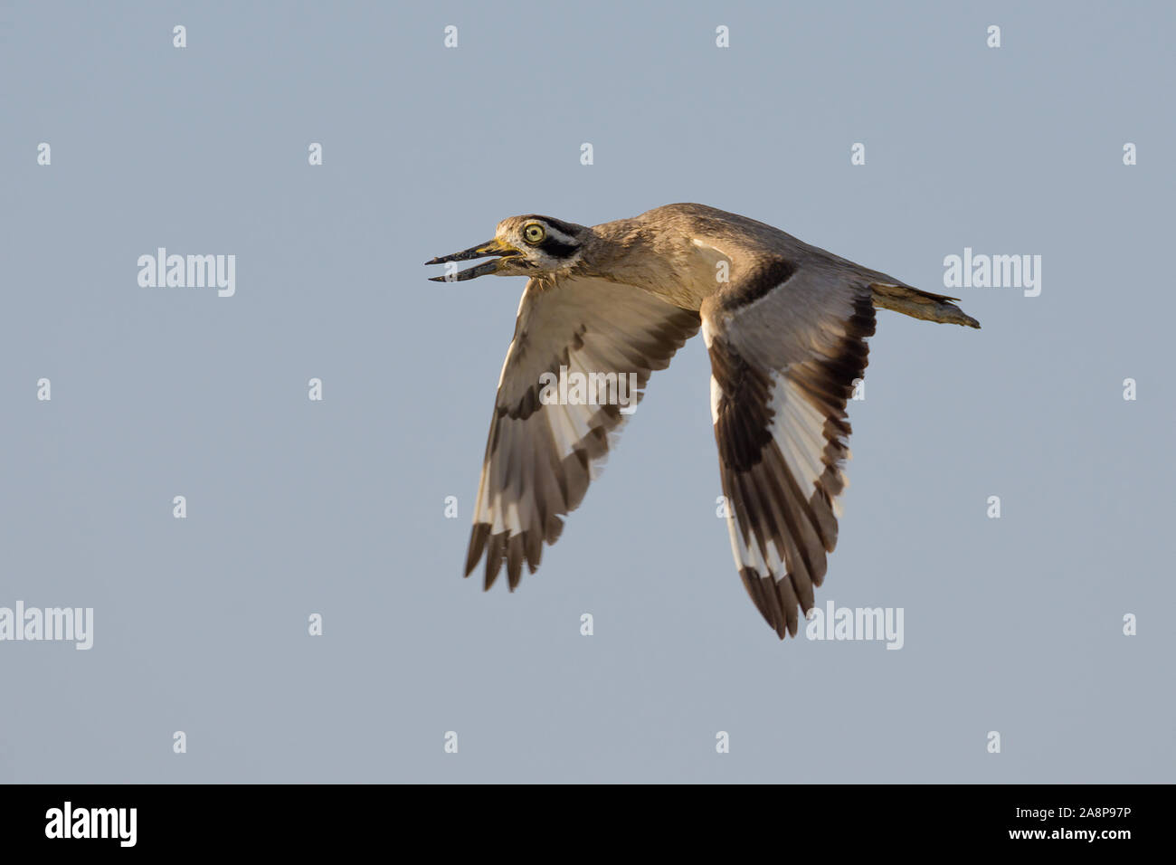 great stone-curlew or great thick-knee (Esacus recurvirostris Stock ...