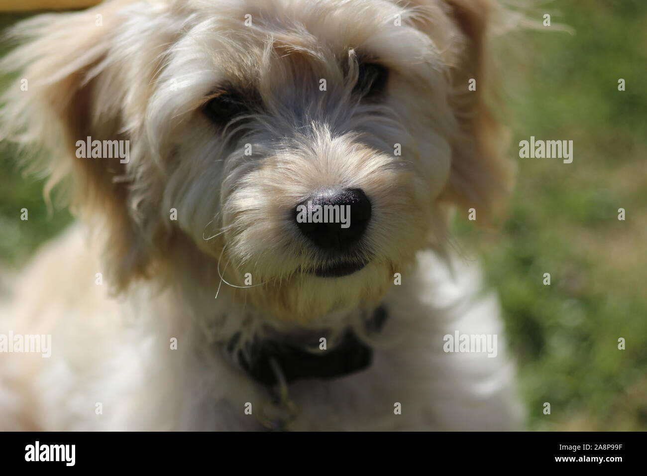 cockerpoo puppy 2 Stock Photo - Alamy