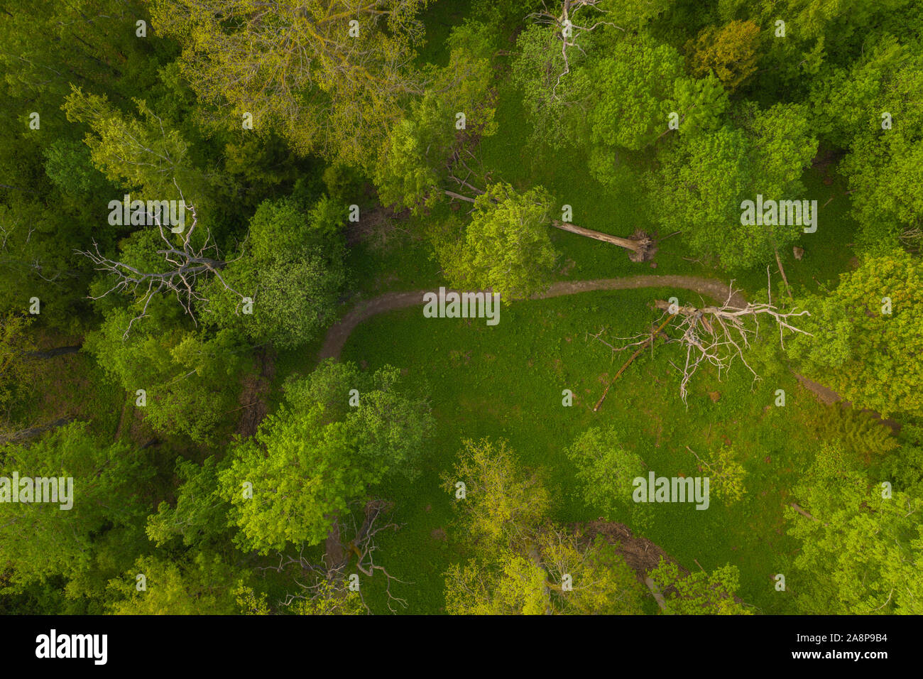 Drone view of tourist pathway through summer forest from above Stock ...