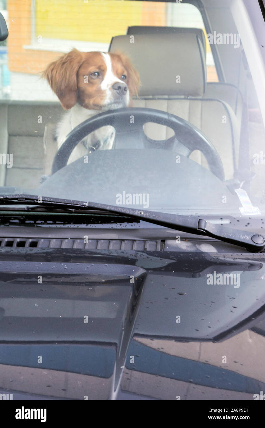 Driving test funny hi-res stock photography and images - Alamy