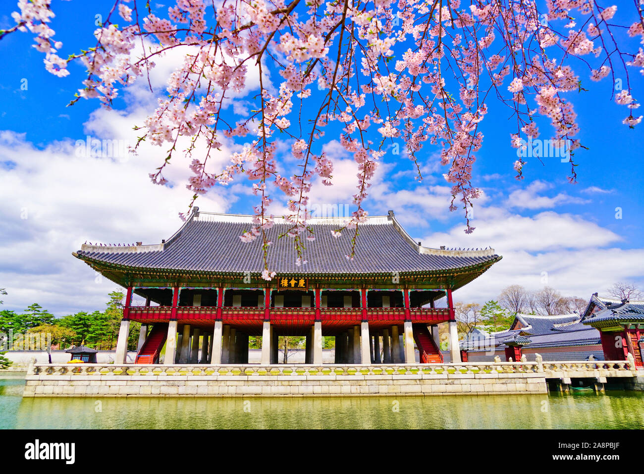 View of the beautiful cherry blossoms next to a lake at the Gyeongbok ...
