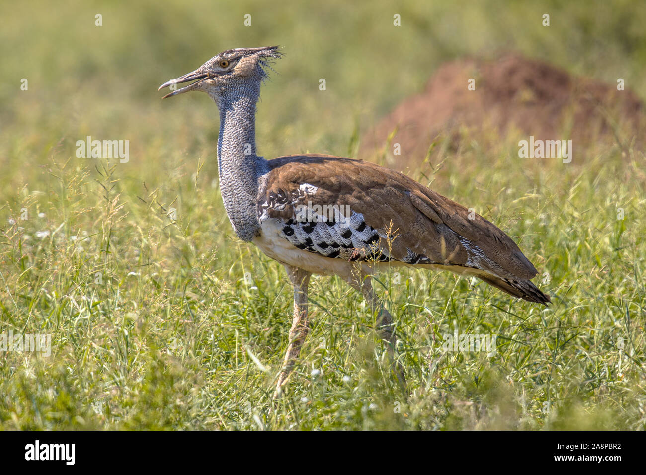 Kori bustard (Ardeotis kori) bird walking through high green grass of ...