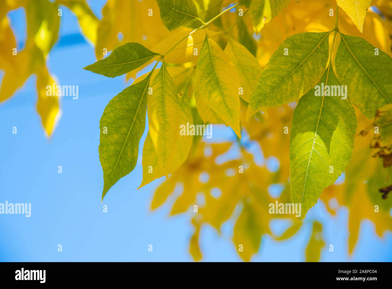 Leafy woodland hi-res stock photography and images - Alamy