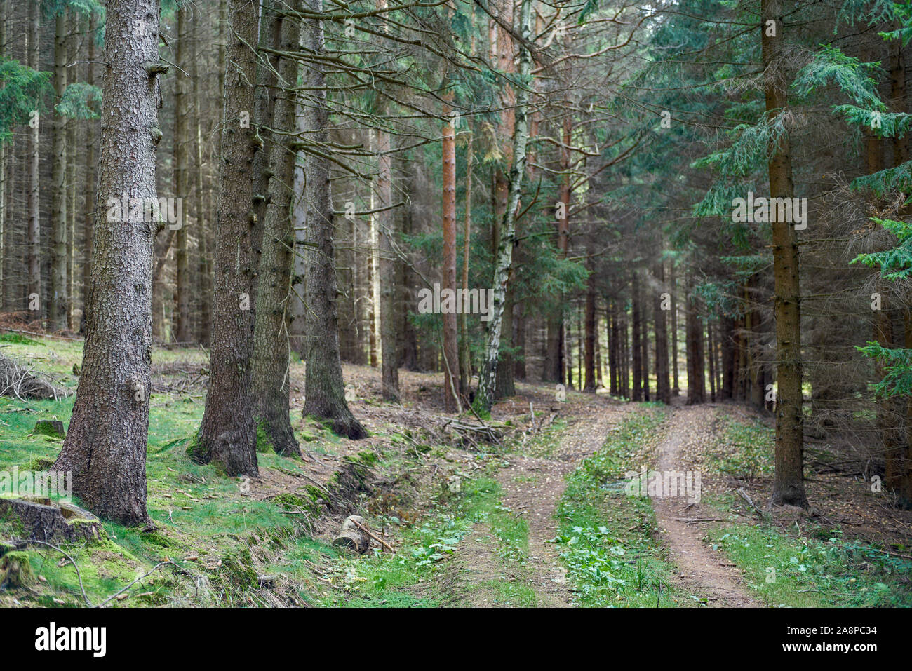 Quiet dark spruce forest Stock Photo - Alamy