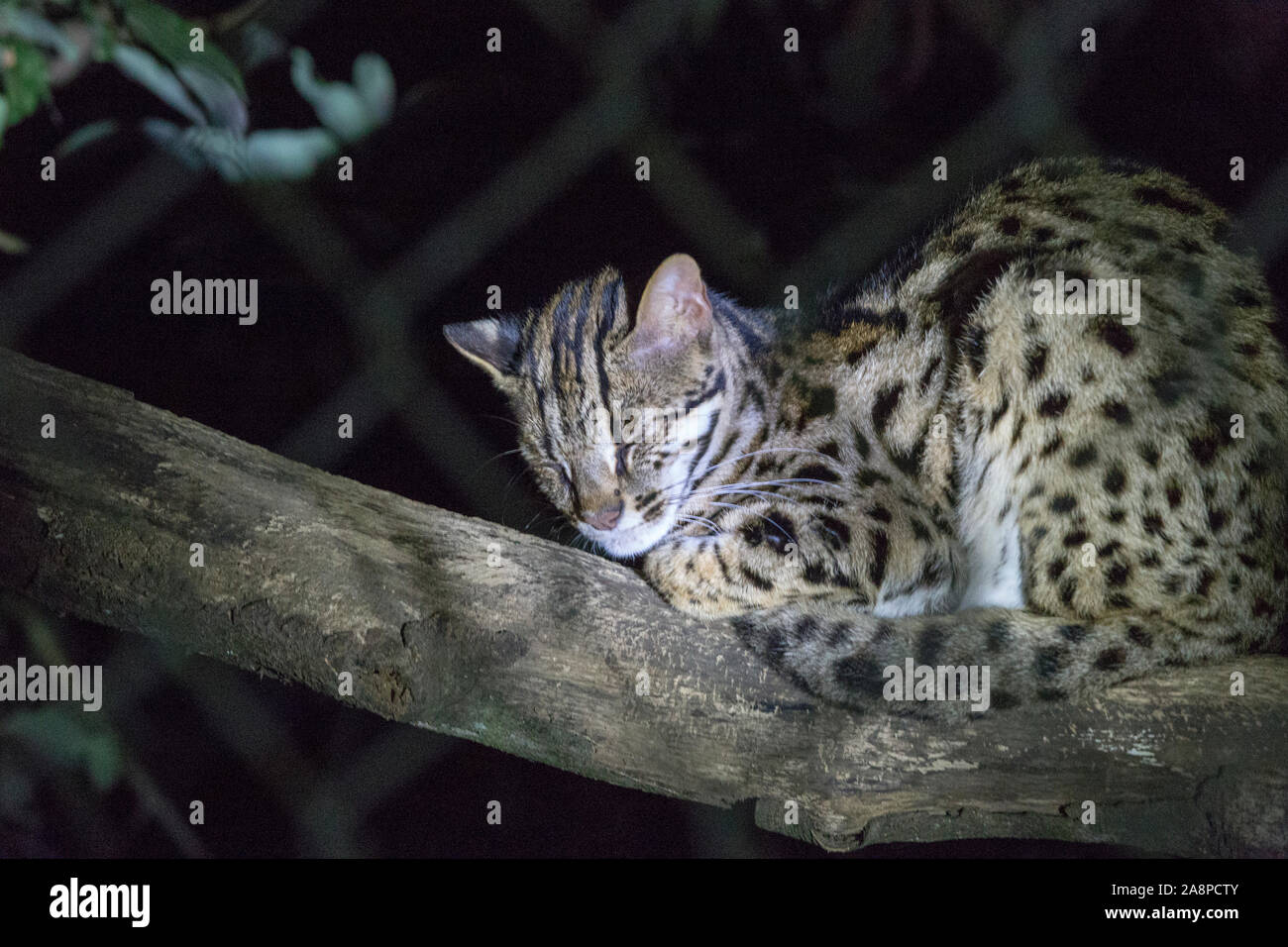 A Leopard in the night picture, Vietnam Stock Photo - Alamy