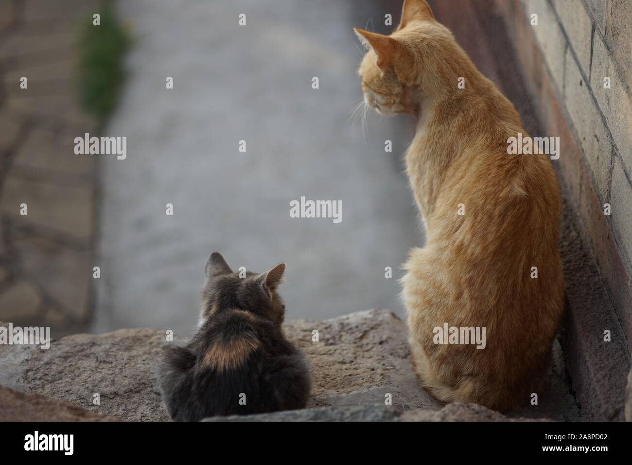Cats family spend time together, ginger cat father and ashy kitten ...
