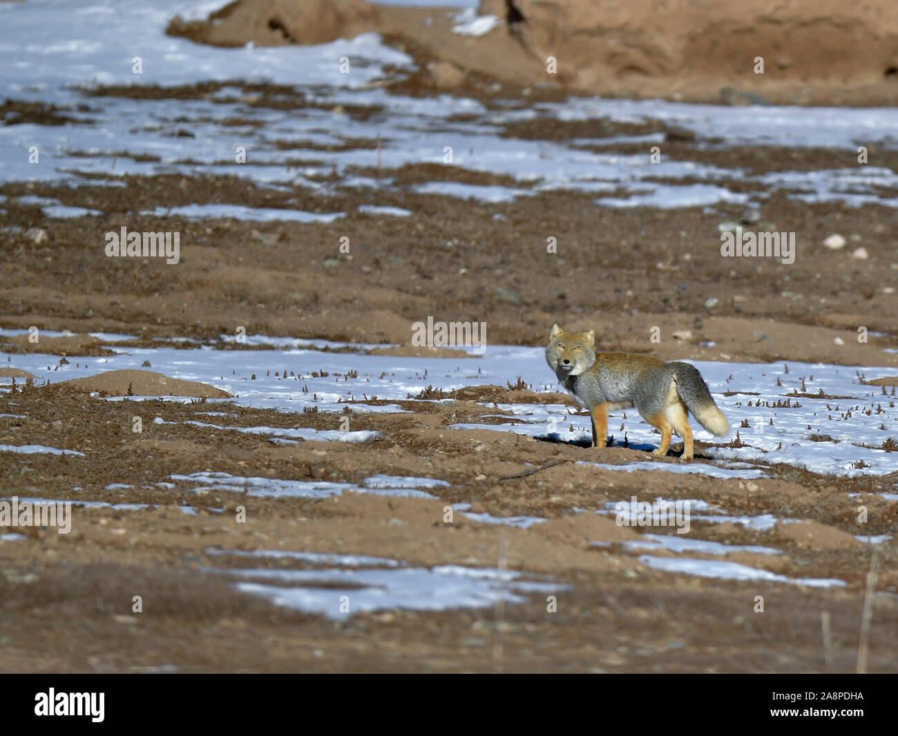 Tibetan Sand Fox Sunggyu