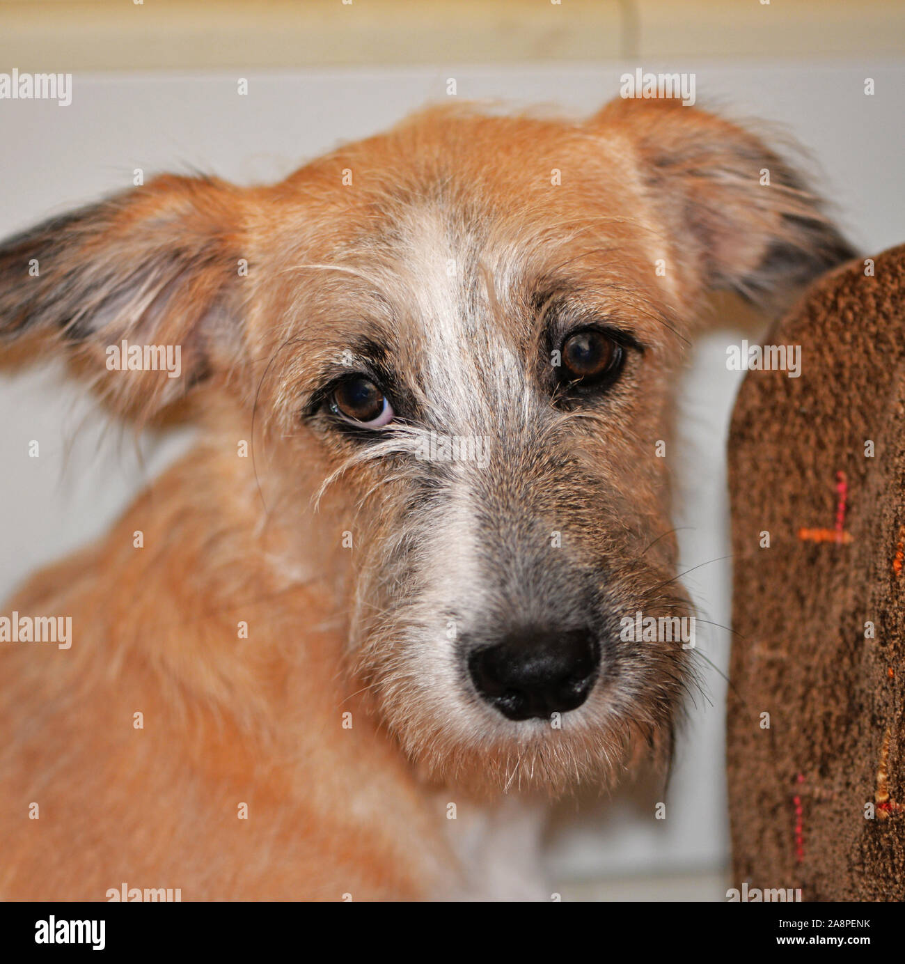 Cute puppy. Terrier & griffon cross-breed Stock Photo - Alamy