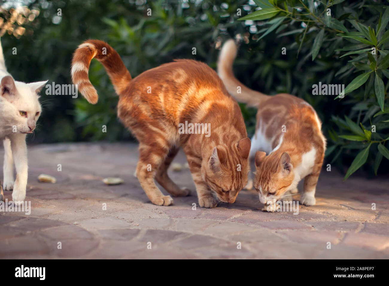 Three homeless cats on street hi-res stock photography and images - Alamy