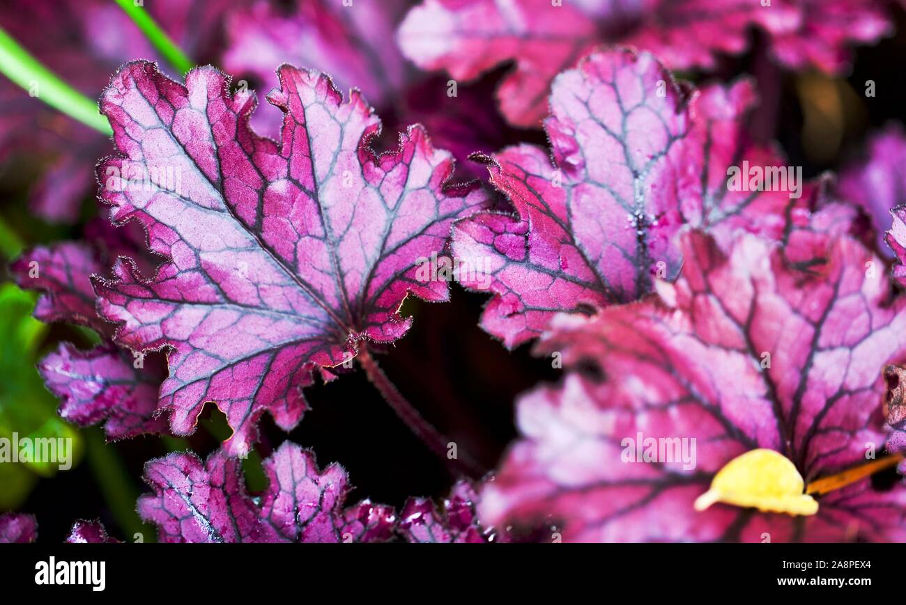 Heuchera ‘Forever Purple’ Stock Photo - Alamy