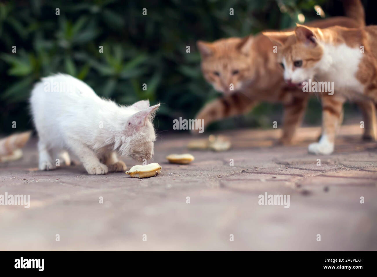 Many hungry homeless cats on the street. Animal protection concept ...