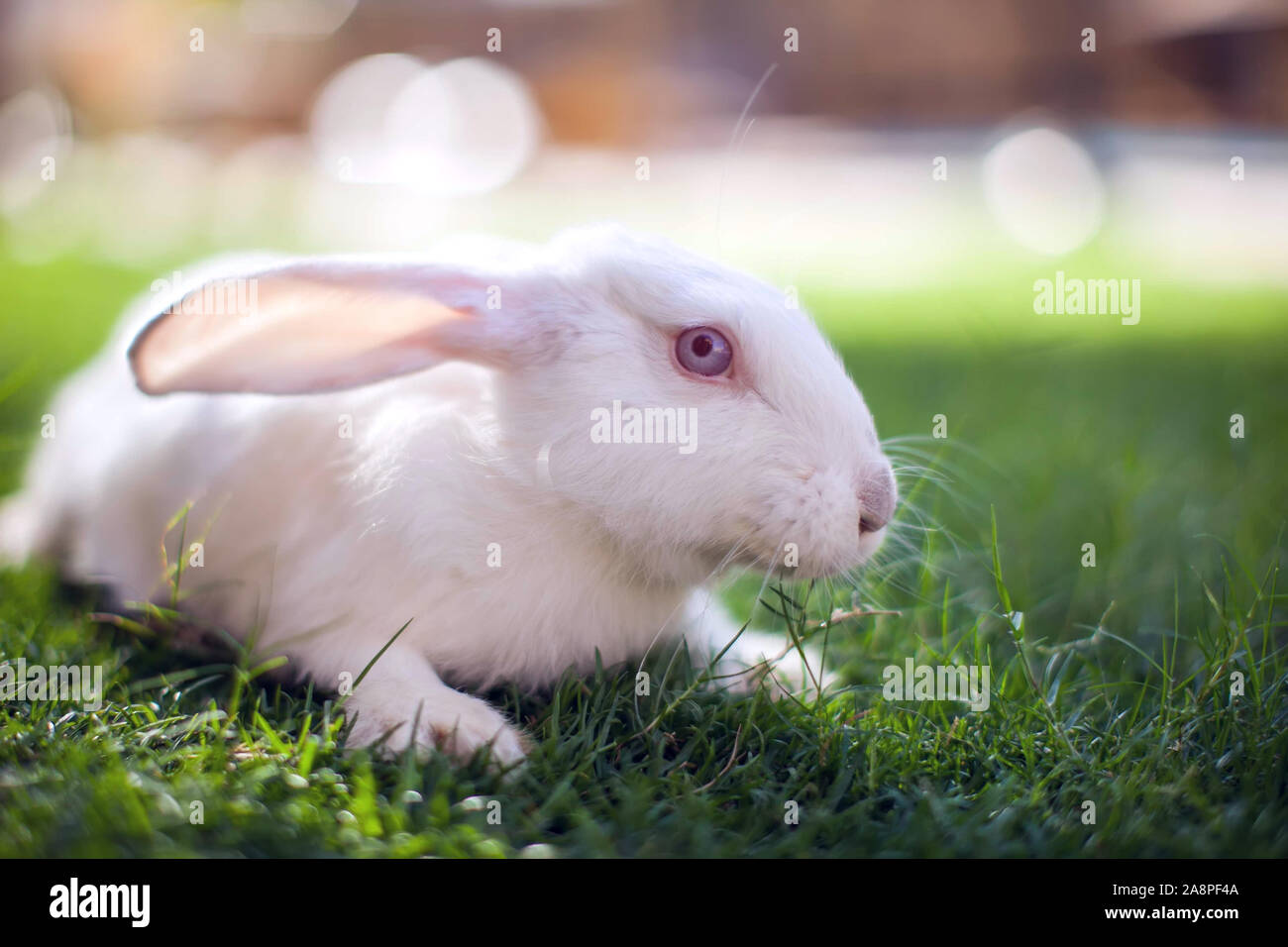 Decorative white rabbit sits on the green grass in garden Stock Photo ...