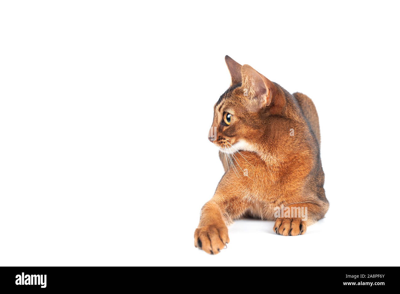 Profile of a lynx hi-res stock photography and images - Alamy