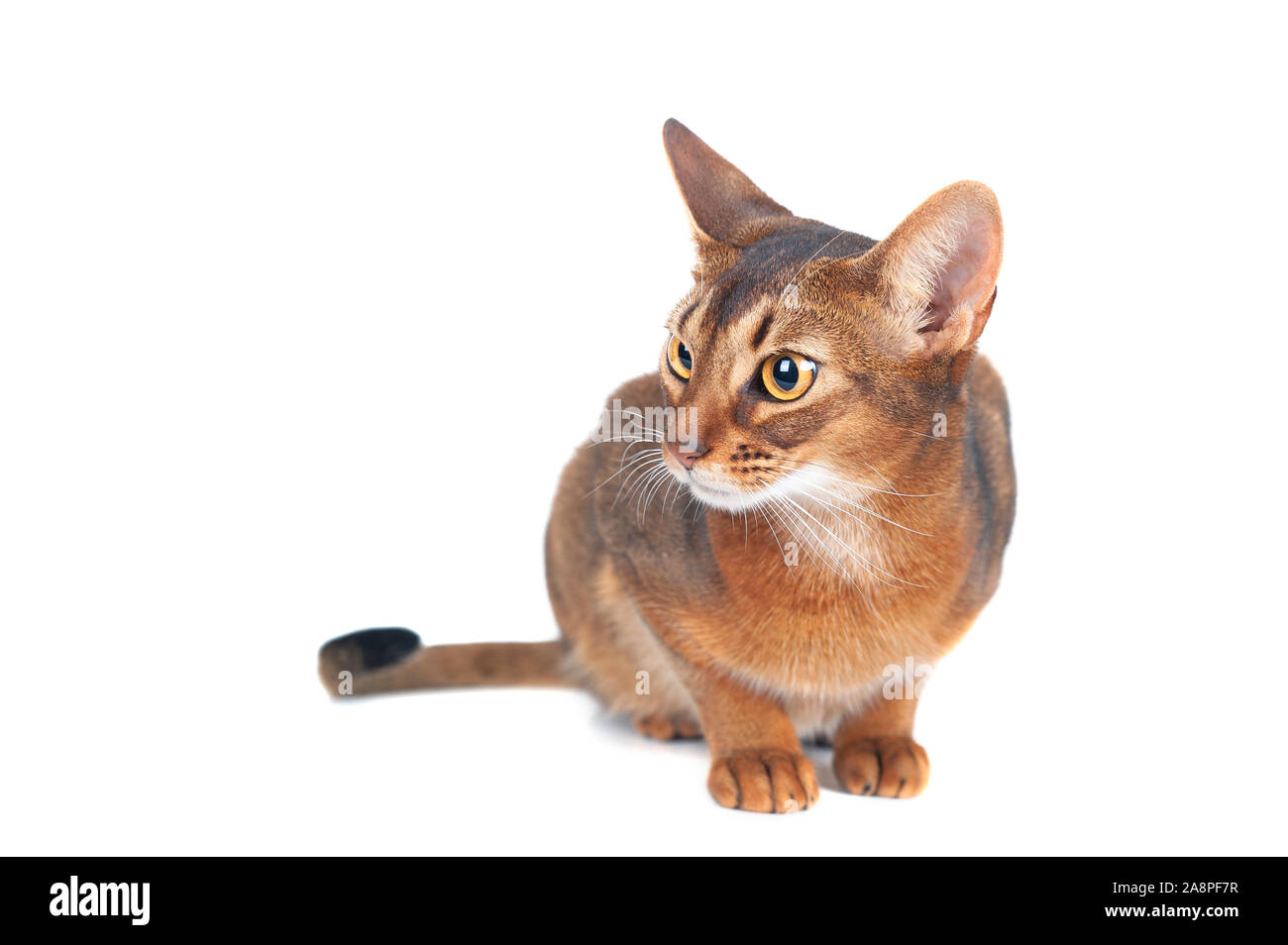 Abyssinian white eyes hi-res stock photography and images - Alamy