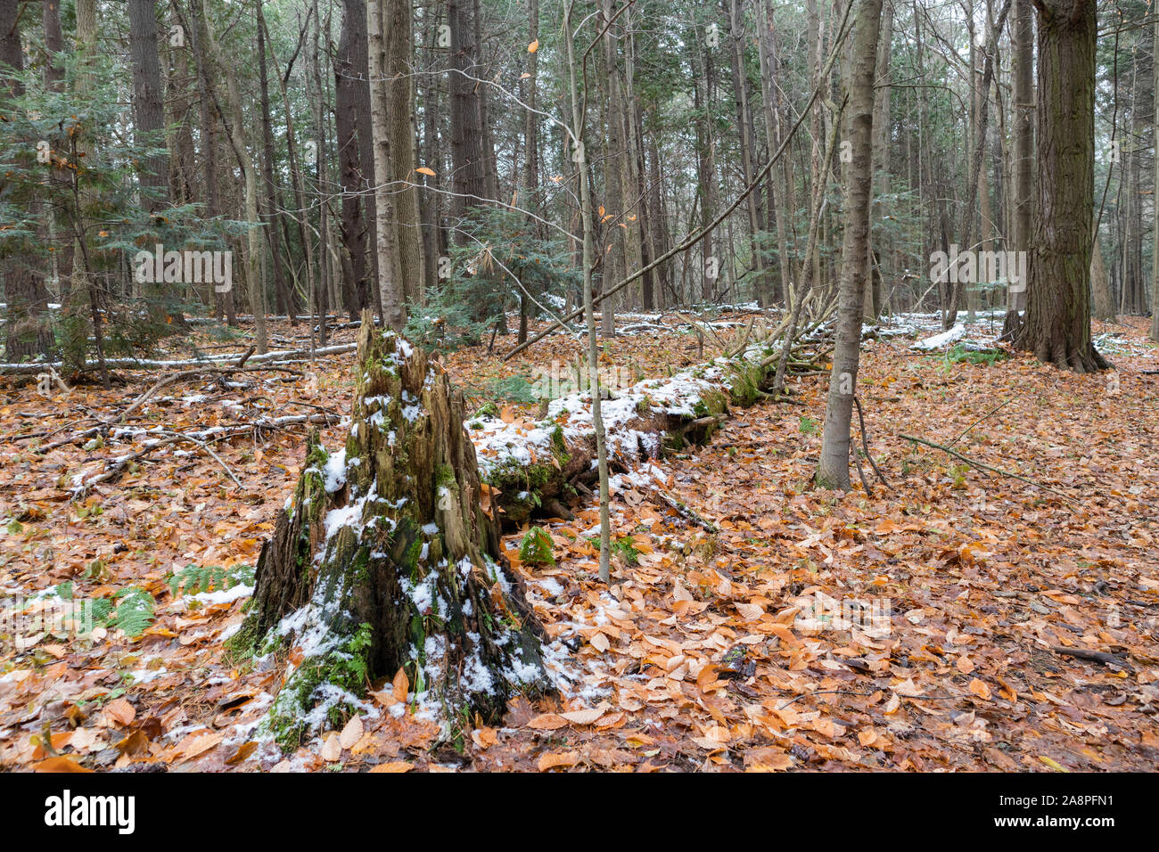 Supporting flora hi-res stock photography and images - Alamy