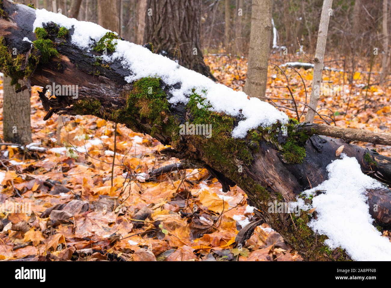 Tree still life hi-res stock photography and images - Alamy