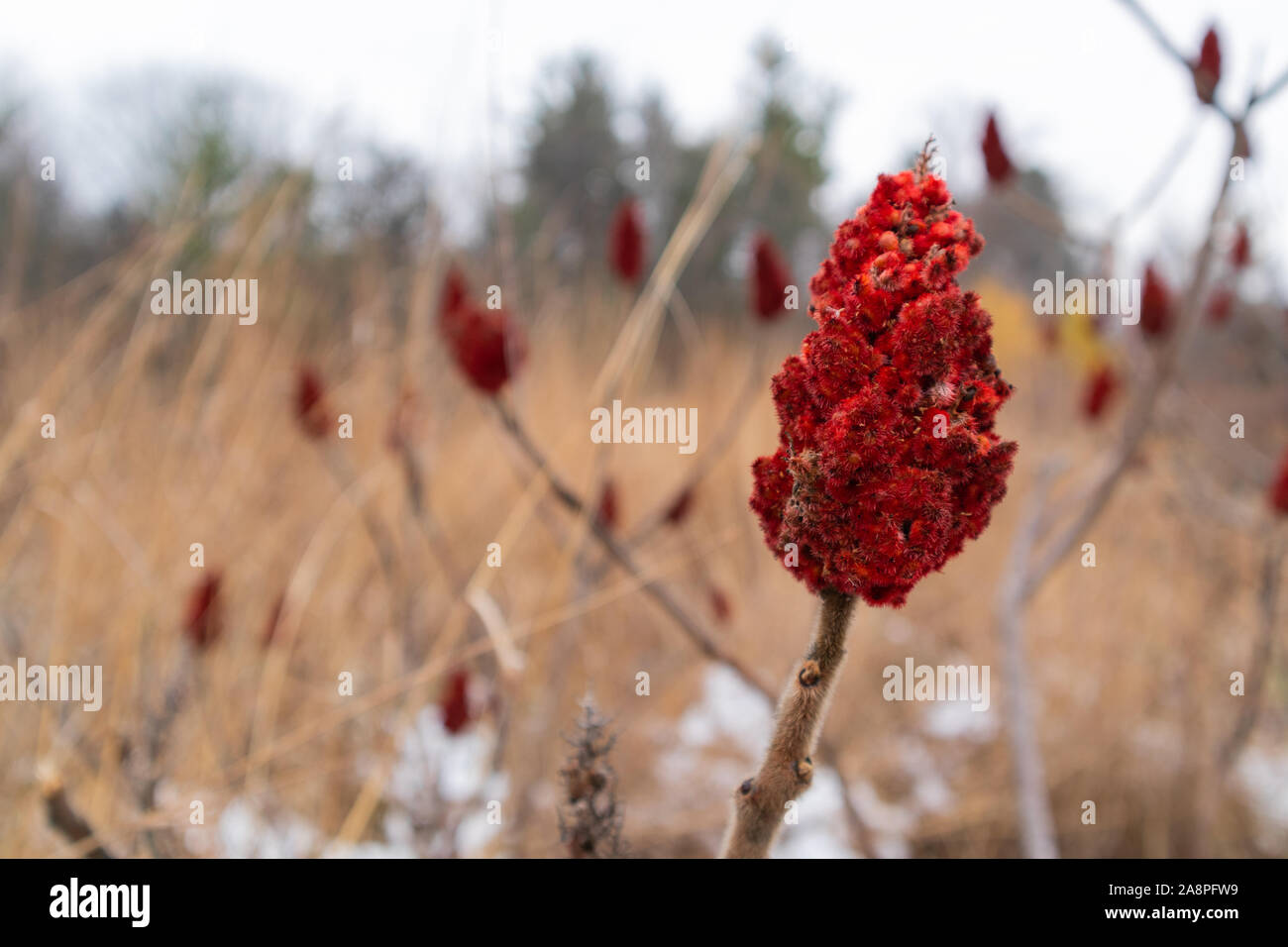 Tiger Eye Sumac late Fall Stock Photo - Alamy