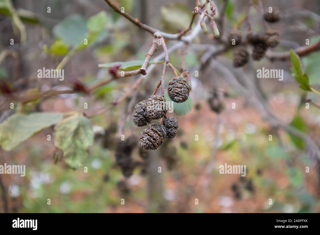 Adler tree fruit hi-res stock photography and images - Alamy