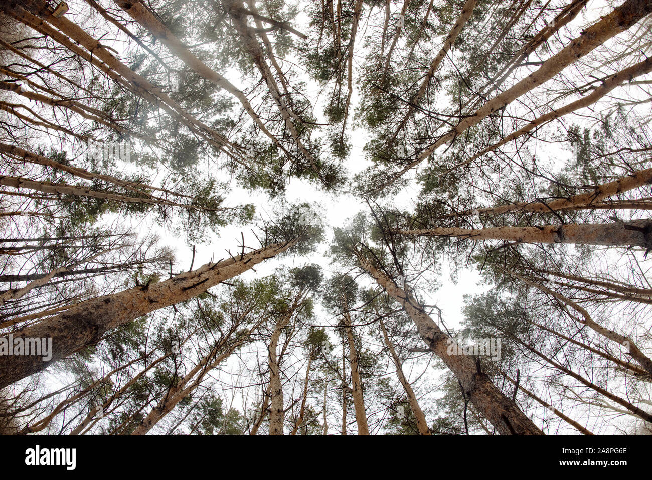 Treetops of pine trees. Fisheye photo Stock Photo - Alamy