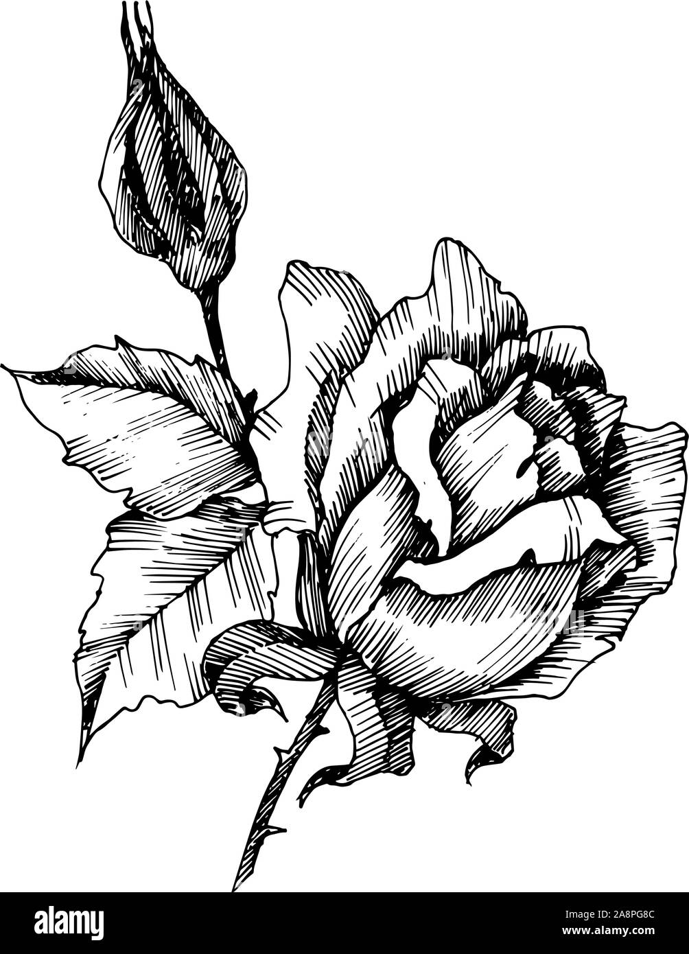 Vector Rose floral botanical flower. Black and white engraved ink art ...