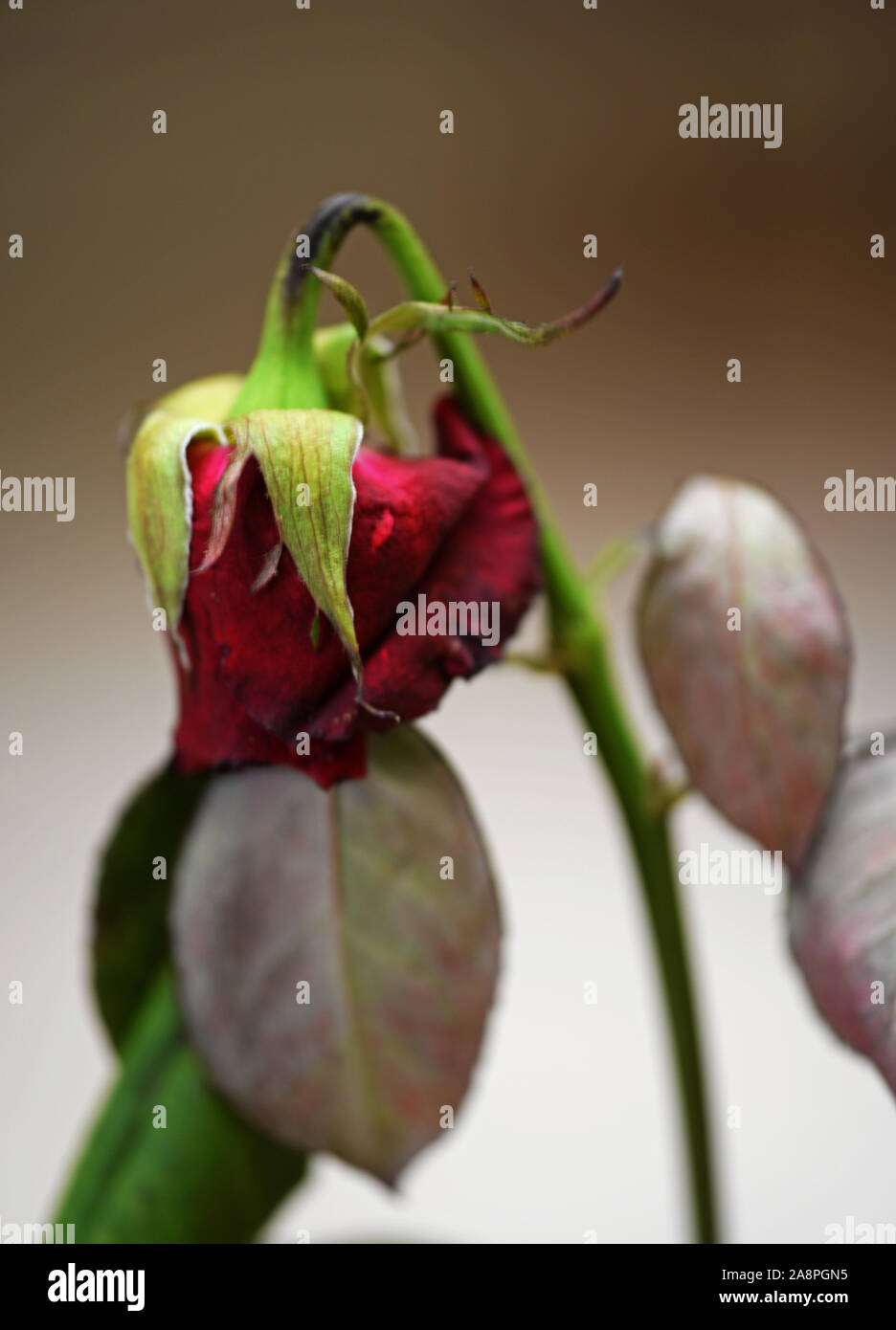 Withered red rose. Concept: Romance Stock Photo - Alamy