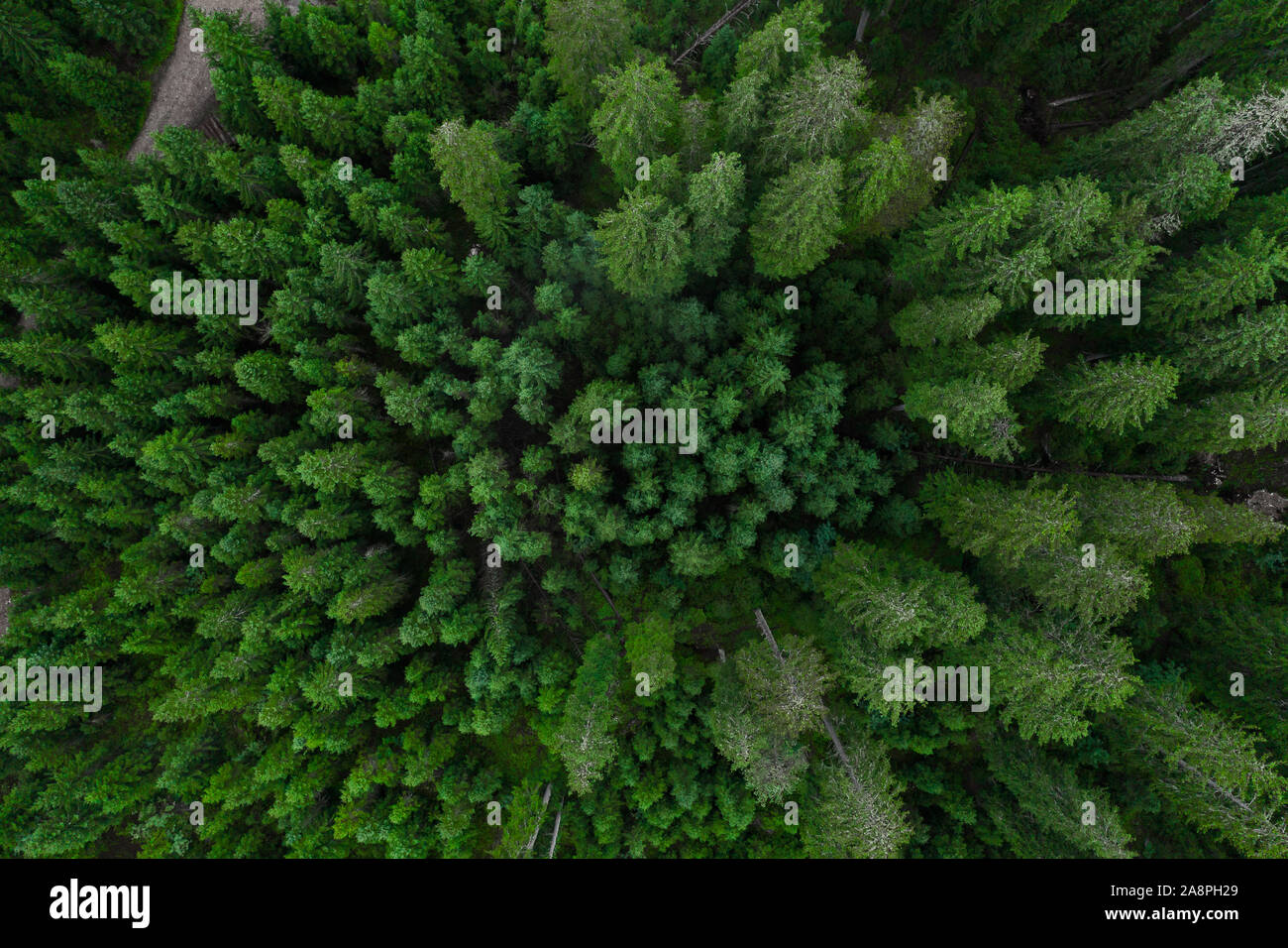Aerial top view forest, Texture of forest view from above, Copter drone view, Panoramic photo ...