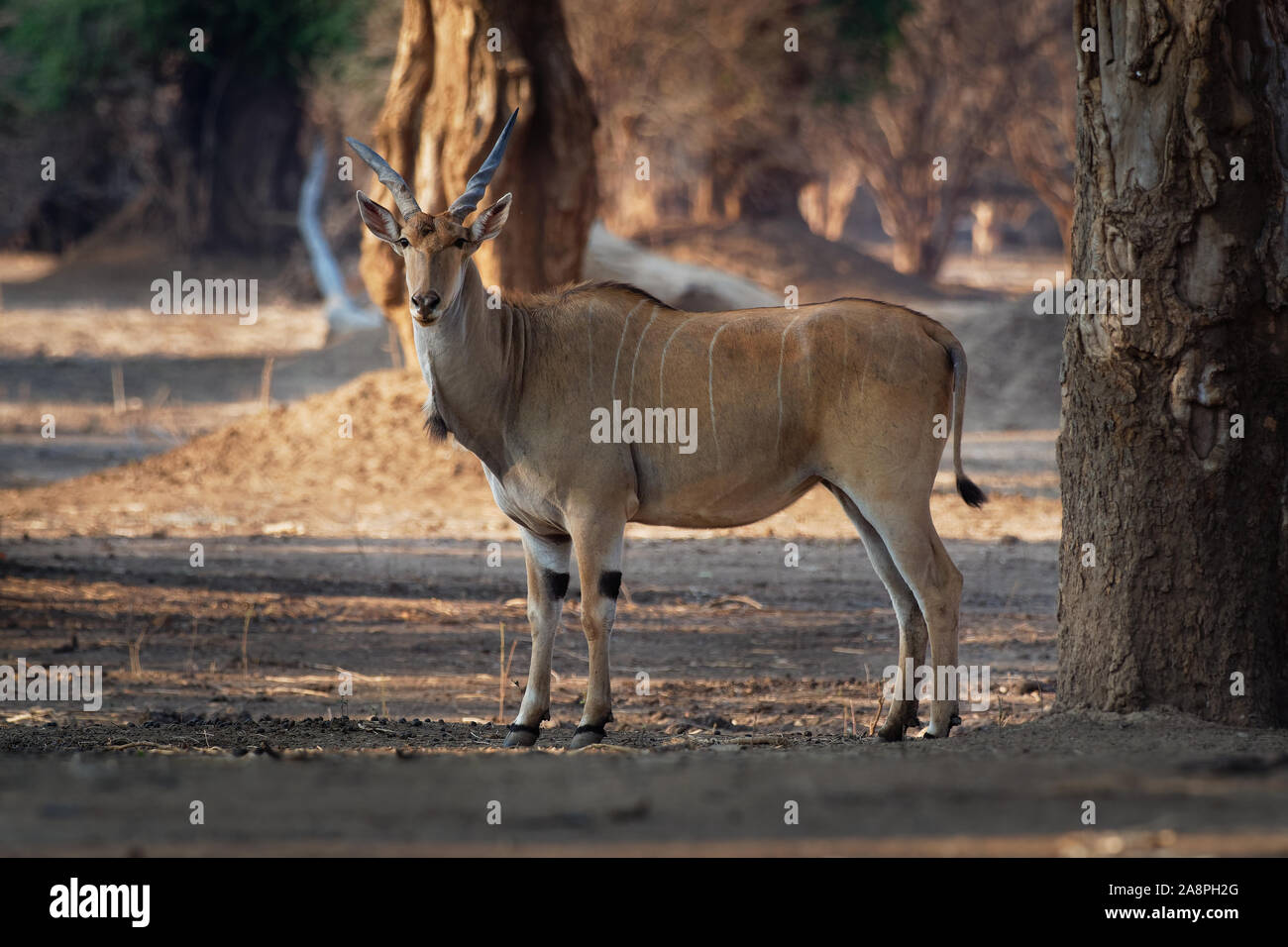Common Eland - Taurotragus oryx also the southern eland or eland ...