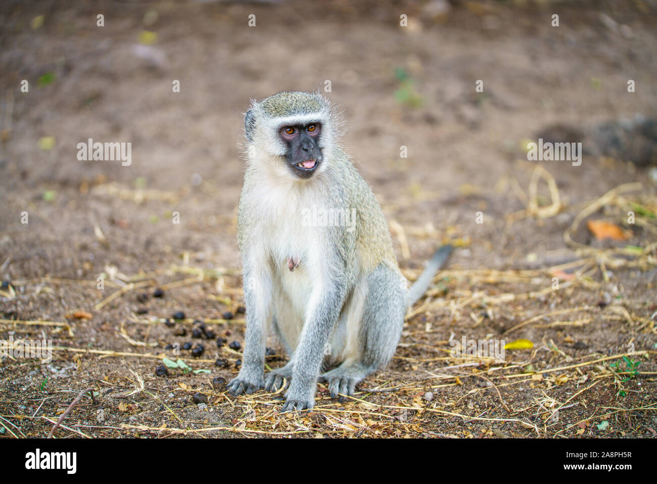 vervet monkey in kruger national park in mpumalanga in south africa ...