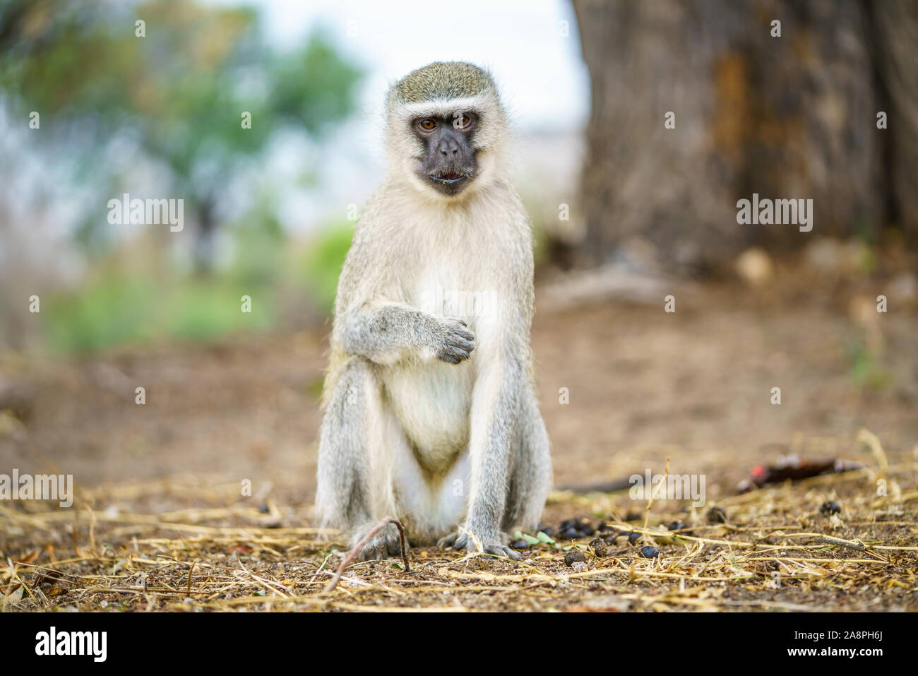 vervet monkey in kruger national park in mpumalanga in south africa ...