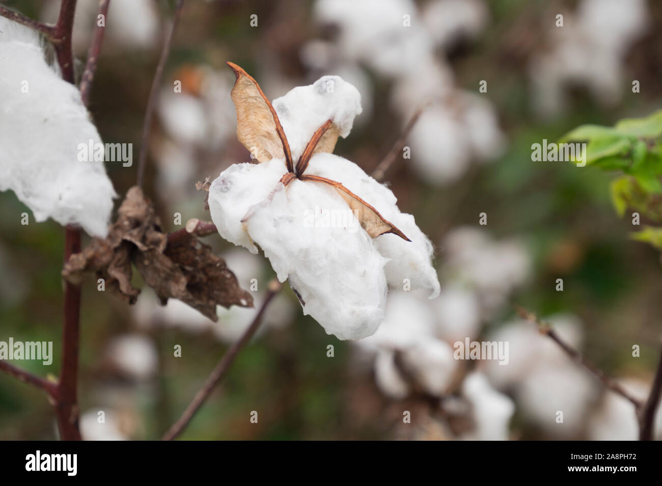 Alabama cotton field after the rain Stock Photo - Alamy