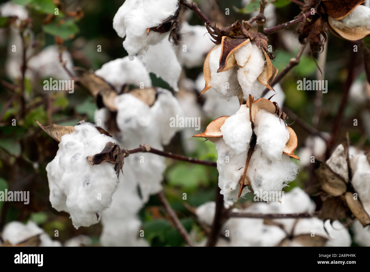 Alabama plantation hi-res stock photography and images - Alamy