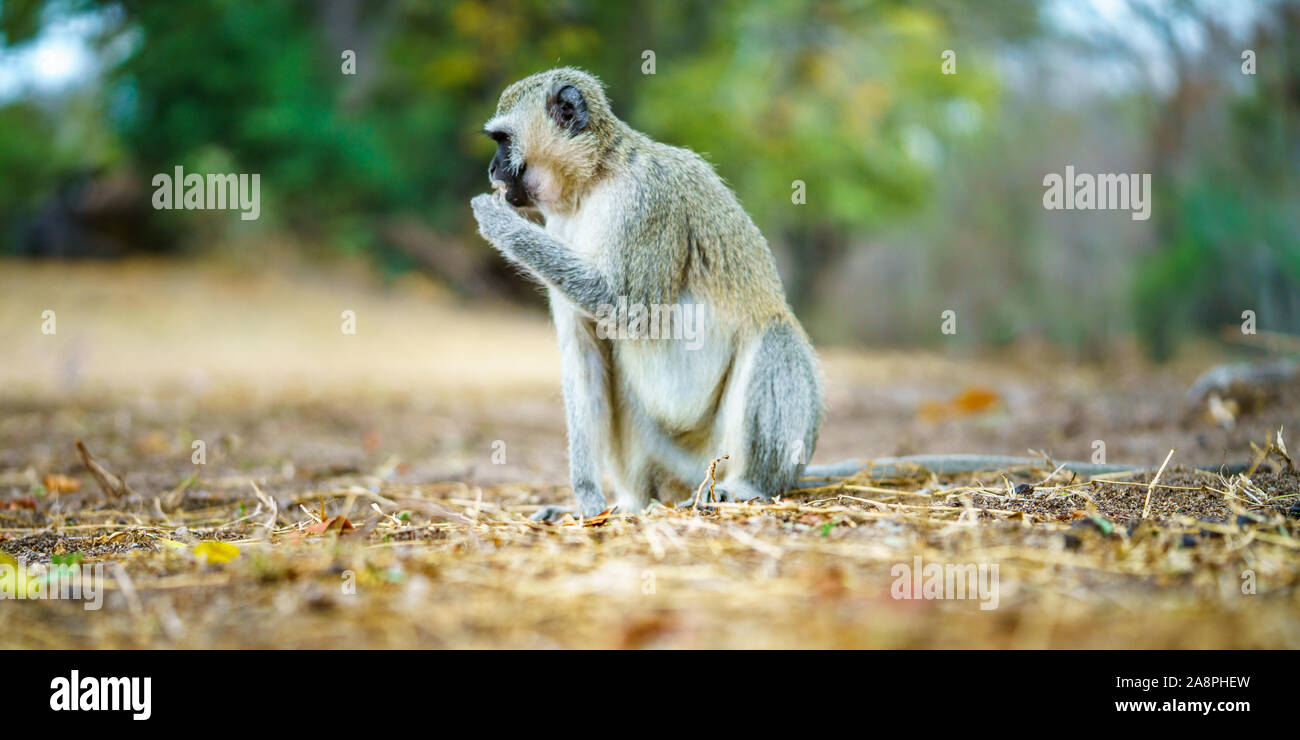 vervet monkey in kruger national park in mpumalanga in south africa ...